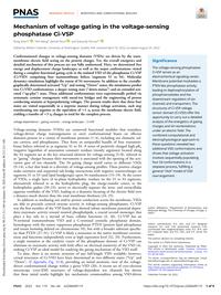 Mechanism of voltage gating in the voltage-sensing phosphatase Ci-VSP