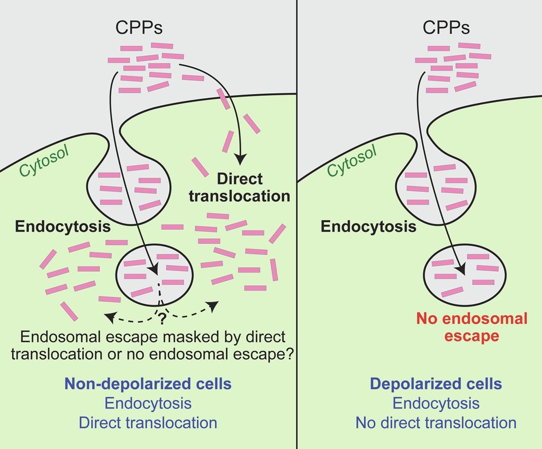 Plasma membrane depolarization reveals endosomal escape incapacity of ...